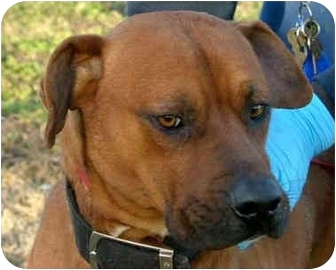 Rhodesian Ridgeback Boxer Puppies