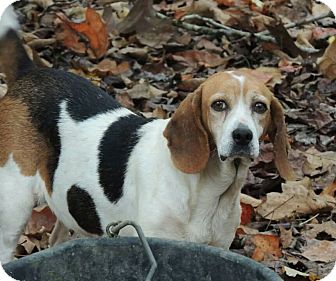 Columbus, OH - Beagle/Treeing Walker Coonhound Mix. Meet Biggie a Dog ...
