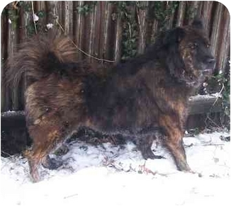 Keeshond Chow Mix
