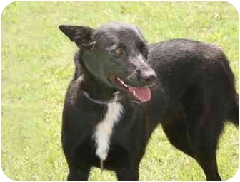 Jo Jo | Adopted Dog | Haughton, LA | Belgian Malinois/Border Collie Mix