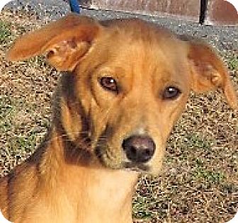 Germantown, MD - Labrador Retriever/Feist Mix. Meet Emmie a Dog for ...