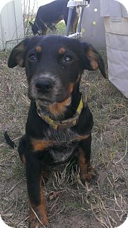 Houdini | Adopted Puppy | Poway, CA | Blue Heeler/Springer Spaniel Mix