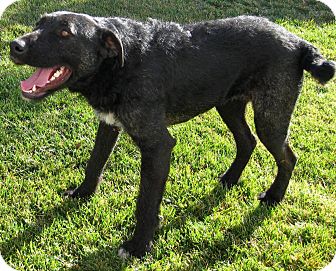 Talia | Adopted Dog | 120200 | Oakley, CA | Labrador Retriever/Airedale ...