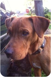 Vizsla Ridgeback Mix