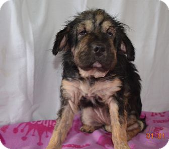 Brattleboro, VT - Shar Pei/Poodle (Miniature) Mix. Meet Gorgeous a Dog ...