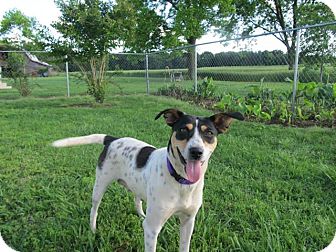 Rachael | Adopted Dog | Bedminster, NJ | Mountain Cur/Feist Mix
