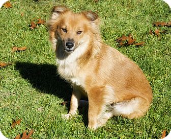 Regal Rebecca | Adopted Dog | Brooklyn, NY | Sheltie, Shetland Sheepdog ...
