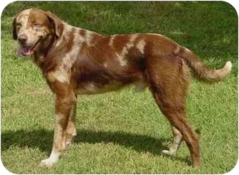 Brittany Spaniel Lab Mix Dog