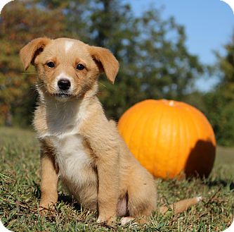 Glastonbury, CT - Labrador Retriever/Sheltie, Shetland Sheepdog Mix ...