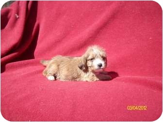 Sr 17 | Adopted Puppy | Washington, DC | Beagle/Cockapoo Mix