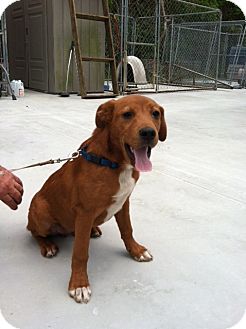 Irish Setter Lab Mix Puppies