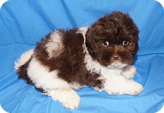 Maitland, FL - Pekingese/Toy Poodle Mix. Meet Elton a Puppy for Adoption.