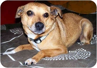 Annabelle | Adopted Dog | Latrobe, PA | Chihuahua/Feist Mix