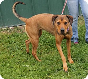Kerri | Adopted Dog | Hibbing, MN | Rhodesian Ridgeback/Siberian Husky Mix