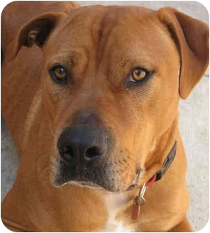 Big | Adopted Dog | Big | Burbank, CA | American Pit Bull Terrier ...