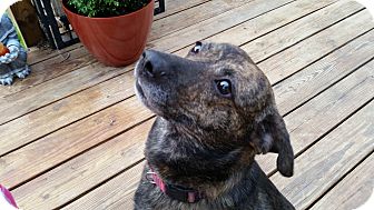 Eddie | Adopted Dog | Ewing, NJ | Mountain Cur/Feist Mix