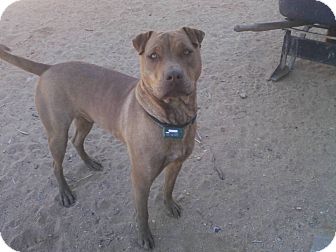 Lucerne Valley, CA - Shar Pei/Pit Bull Terrier Mix. Meet Jacob a Dog ...