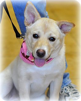 Louisa | Adopted Puppy | Sparta, NJ | Labrador Retriever/Sheltie ...