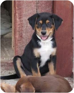 Husky Coonhound Mix