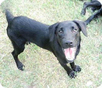 Toby | Adopted Puppy | Marion, AR | Belgian Malinois/Labrador Retriever Mix