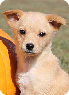 Glastonbury, CT - Sheltie, Shetland Sheepdog/Labrador Retriever Mix ...