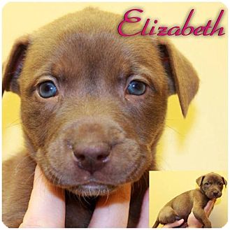 Elizabeth | Adopted Puppy | Garden City, MI | Rhodesian Ridgeback/Husky Mix
