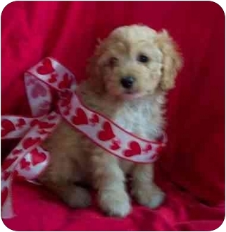 CAITLIN | Adopted Puppy | McArthur, OH | Cockapoo/Beagle Mix