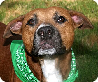 Rhodesian Ridgeback Boxer Puppies