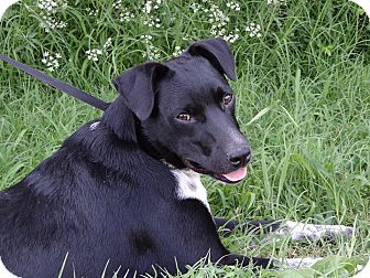 *Theo - PENDING | Adopted Dog | Westport, CT | Australian Cattle Dog ...