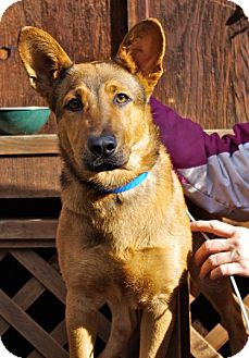 American Dingo German Shepherd Mix