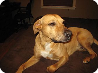 North Aurora, IL - Rhodesian Ridgeback/Labrador Retriever Mix. Meet ...
