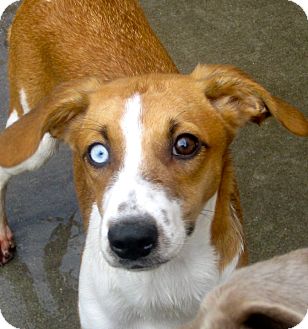 Whippet Beagle Jack Russell Mix