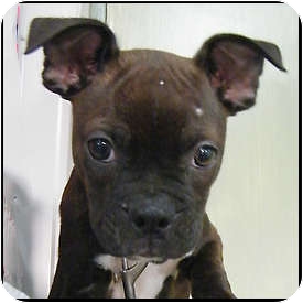 Miniature Pinscher Terrier Mix