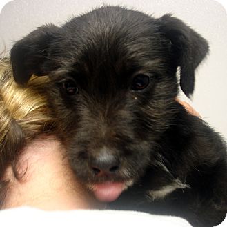 Holly | Adopted Puppy | Brattleboro, VT | Airedale Terrier/Labrador ...