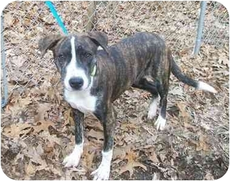 Whippet Boxer Pitbull Mix