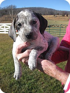 Pointer Pitbull Mix Dogs