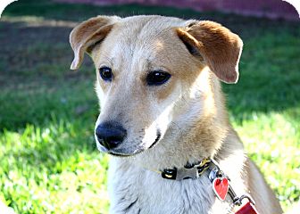 Australian Cattle Dog/Labrador Retriever Mix Dog for adoption in ...