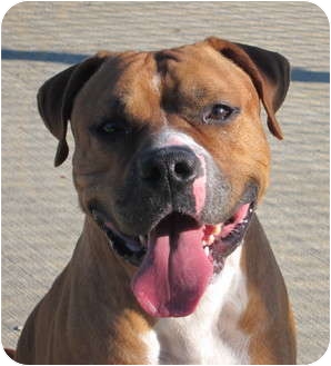 Bowser | Adopted Dog | 11-31 | Cromwell, CT | American Staffordshire ...