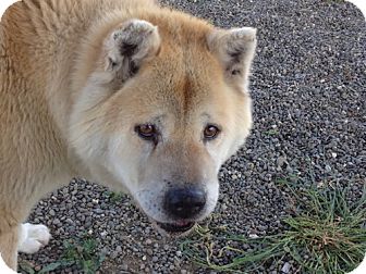 Ozzie | Adopted Dog | Hayward, CA | Akita/Chow Chow Mix