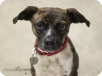 Whippet Boxer Pitbull Mix