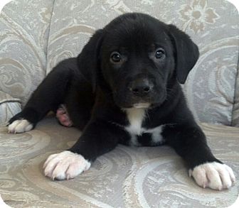 Jezebel | Adopted Puppy | ST LOUIS, MO | American Bulldog/Labrador ...