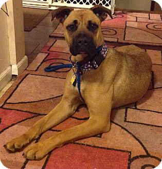 Palatine, IL - Boxer/Black Mouth Cur Mix. Meet Holly a Dog for Adoption.
