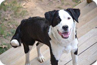 Annie | Adopted Dog | Alabaster, AL | Border Collie/Bulldog Mix