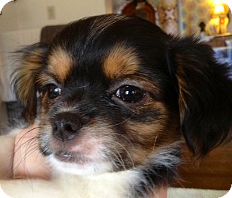 Dachshund/Pekingese Mix Puppy for adoption in ST LOUIS, Missouri - LOLA