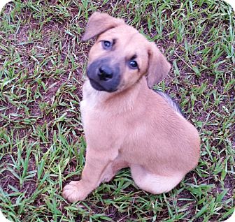 Molly | Adopted Puppy | Weeki Wachee, FL | German Shepherd Dog/Black ...