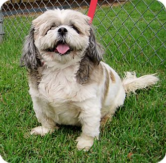 Georgetown, TX - Shih Tzu/Lhasa Apso Mix. Meet Snickers a Dog for Adoption.
