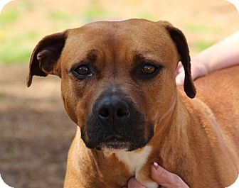 O Fallon, IL - Rhodesian Ridgeback/Boxer Mix. Meet Roxy a Dog for Adoption.