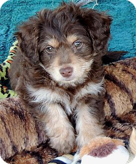 Oscar | Adopted Puppy | La Habra Heights, CA | Dachshund/Cockapoo Mix