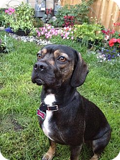 Cocker Spaniel Bulldog Mix