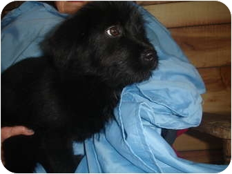 Scottish Terrier Labrador Mix